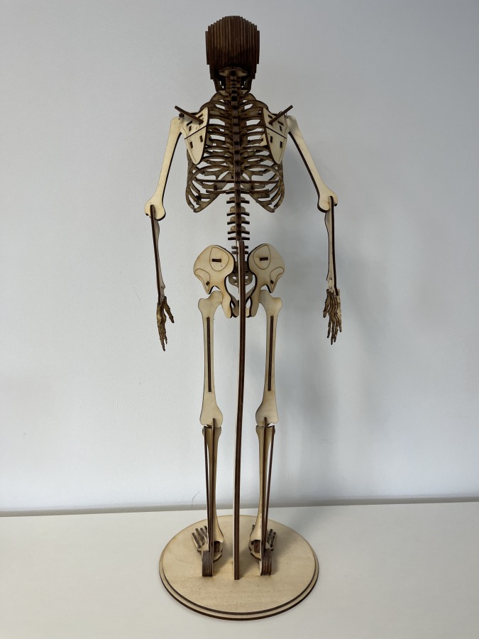 CWWH-Onlineshop - Human skeleton (Cool Human Skeleton) as a 3D model